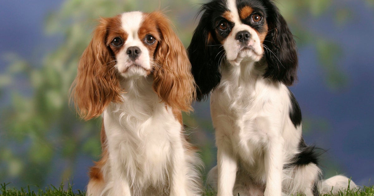 Dogs Vs Kids: Why I Chose a Dog Over a Child | HuffPost UK Life