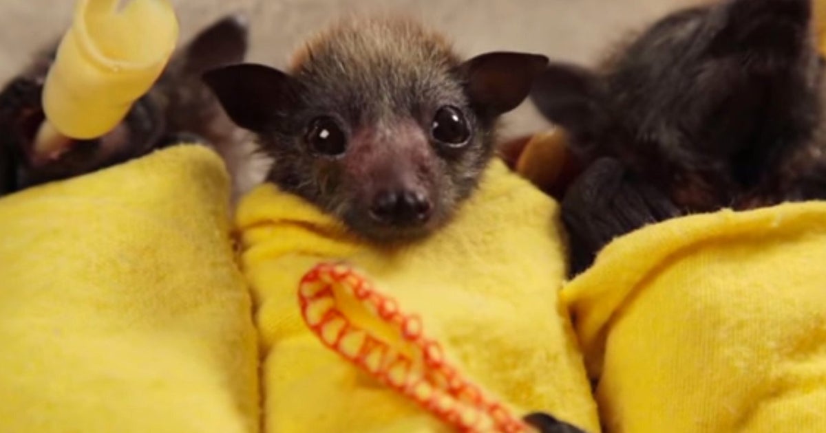 These Baby Bats Wrapped Up In Tiny Blankets Are Just Too Adorable ...