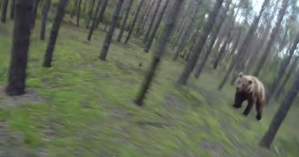 Let's Pretend This 'Bear Chases Man With GoPro' Video Isn't Fake ...