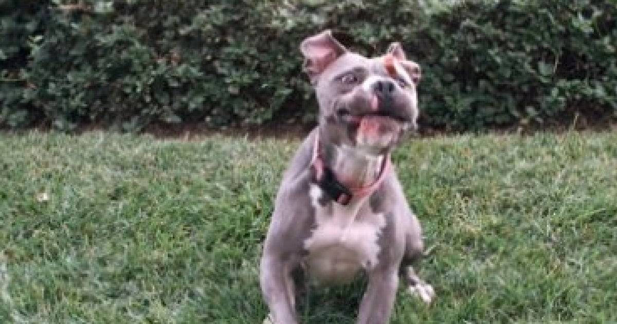 Dogs Fail At Catching Treats In Slow Motion | HuffPost UK Comedy