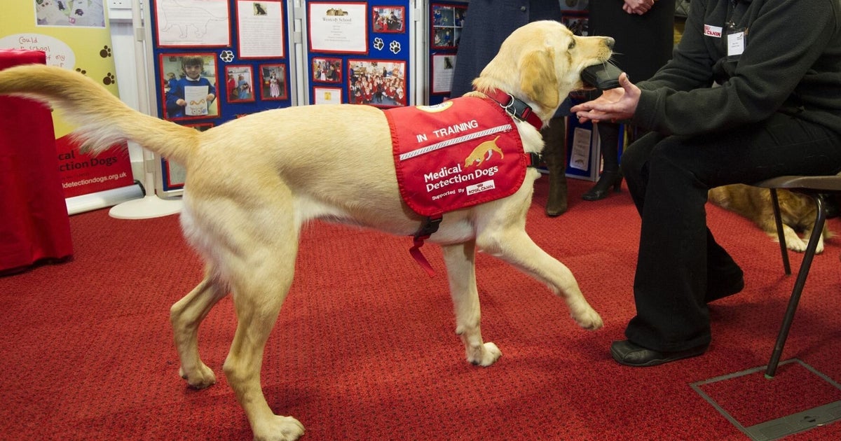 Sniffing Out Breast Cancer - Thanks to Walk the Walk | HuffPost UK Life