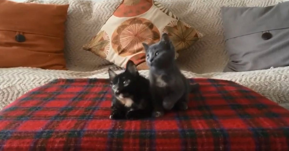 These Headbanging Kittens Will Make Your Day | HuffPost UK Comedy