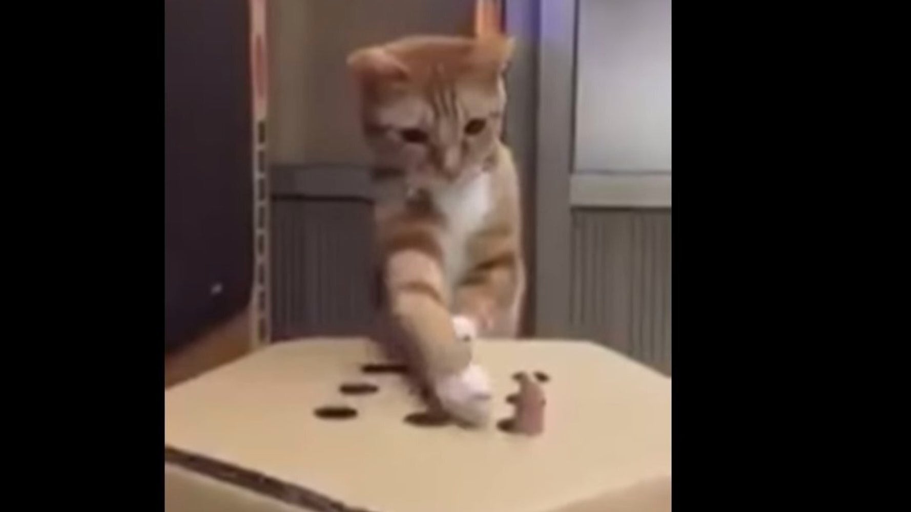 Cat Plays Whack-A-Finger, World Giggles | HuffPost UK Comedy