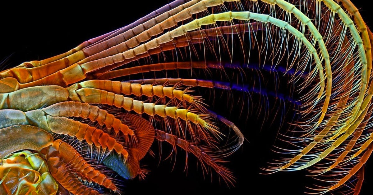 Microscopic Photo Awards Shows An Alien World | HuffPost UK