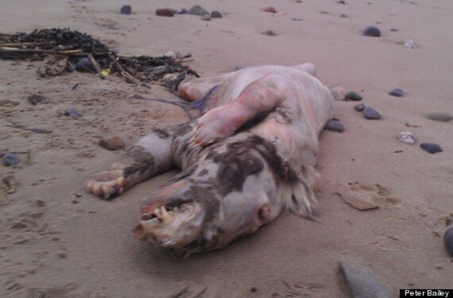 Another Montauk Monster? Mystery Creature Washes Up On California Beach ...