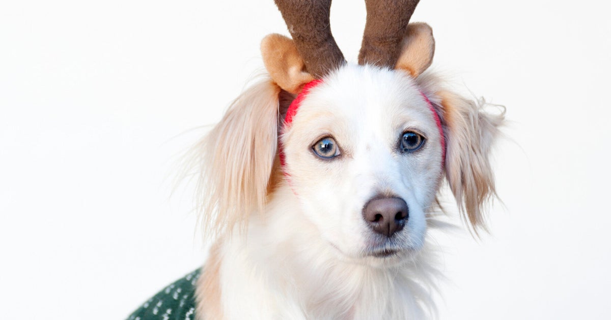 A Healthy Christmas Dinner For Your Dog | HuffPost UK Life