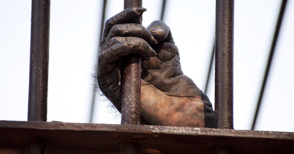 Let's Weigh in on the Cruelty in Zoos | HuffPost UK News