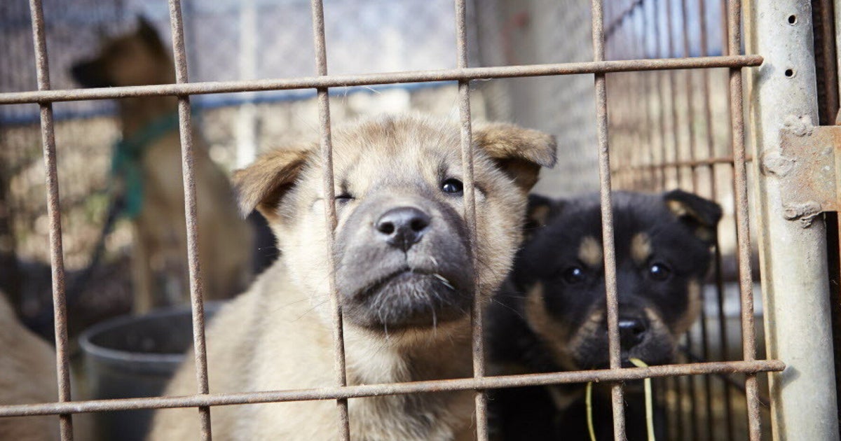 Puppy Farming: We Have It Bad but We're Not Alone | HuffPost UK News