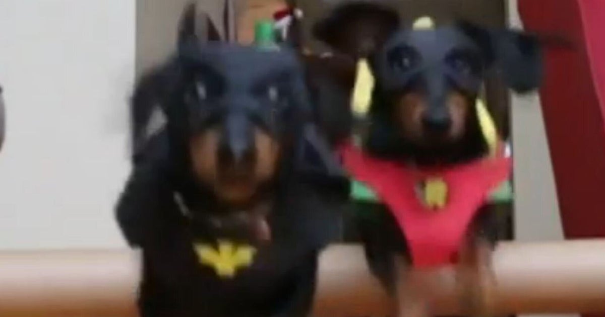 Sausage Dogs Dressed As Batman And Robin Defeat A Burglar | HuffPost UK ...
