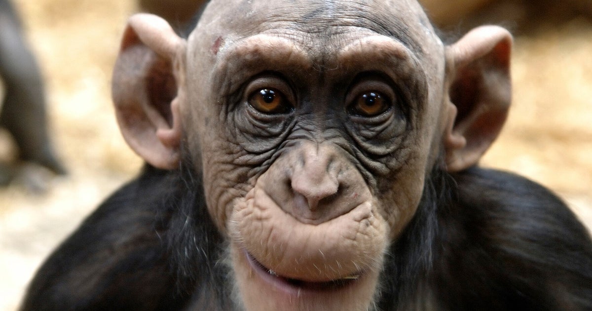 Born To Lead? Monkey Brains Give You the Answer | HuffPost UK Tech
