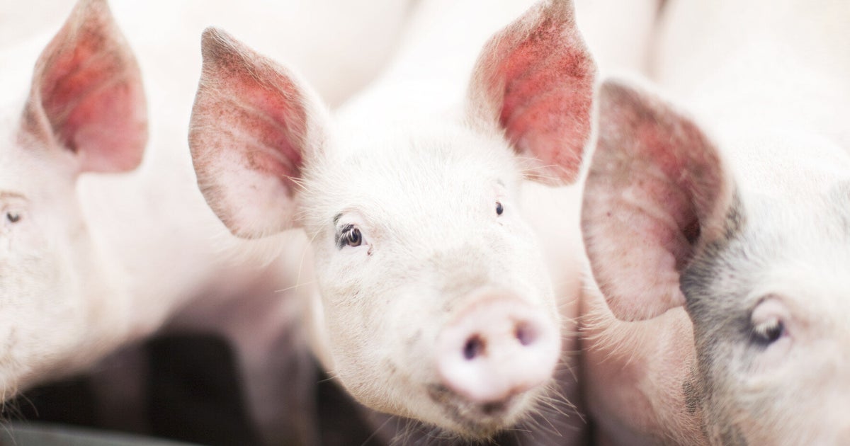 Children's Authors Warned Not To Write About Pork Or Pigs To 'Avoid ...