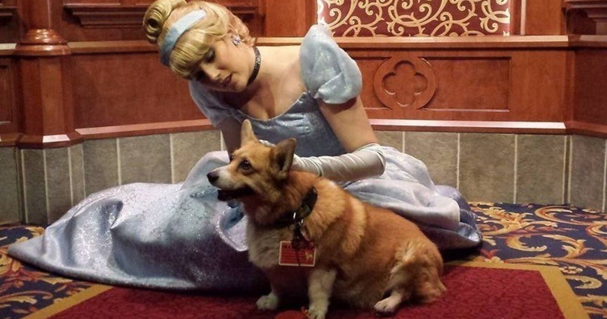 Corgi Takes A Wonderful Trip To Disney World | HuffPost UK Comedy
