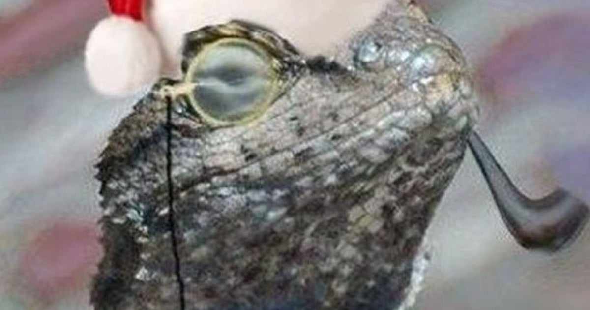 Lizard Squad Hacked, Thousands In Bitcoin Stolen And Databases Leaked ...