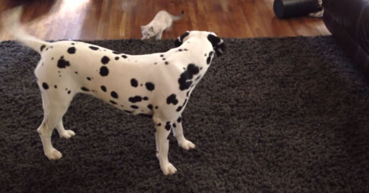 Squirt The Kitten Can't Get Over Dalmatian's Tail | HuffPost UK Comedy