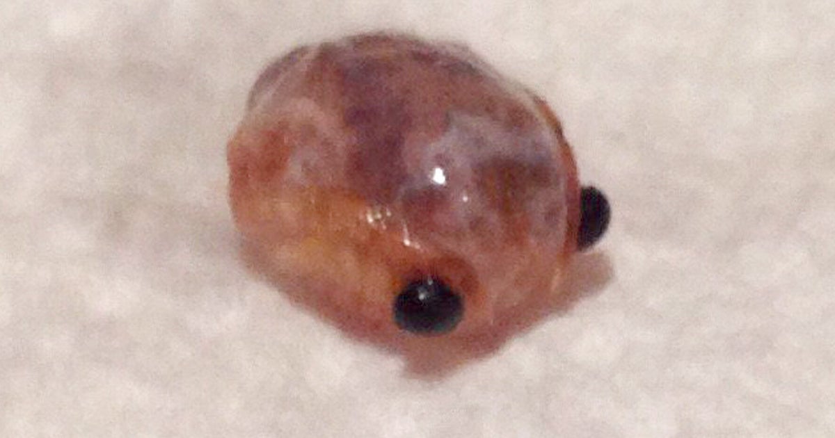 Forget Finding Nemo, This Woman Found A Severed Crab's Head In Her ...