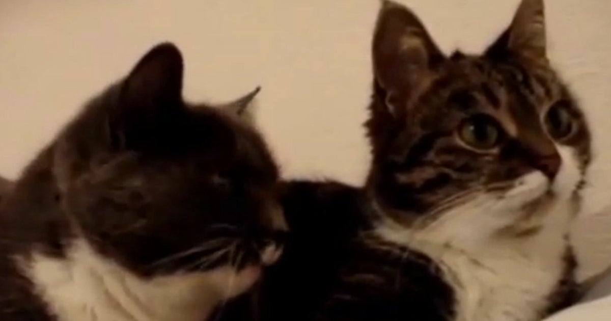 The Two Talking Cats Discuss Ukip | HuffPost UK Comedy
