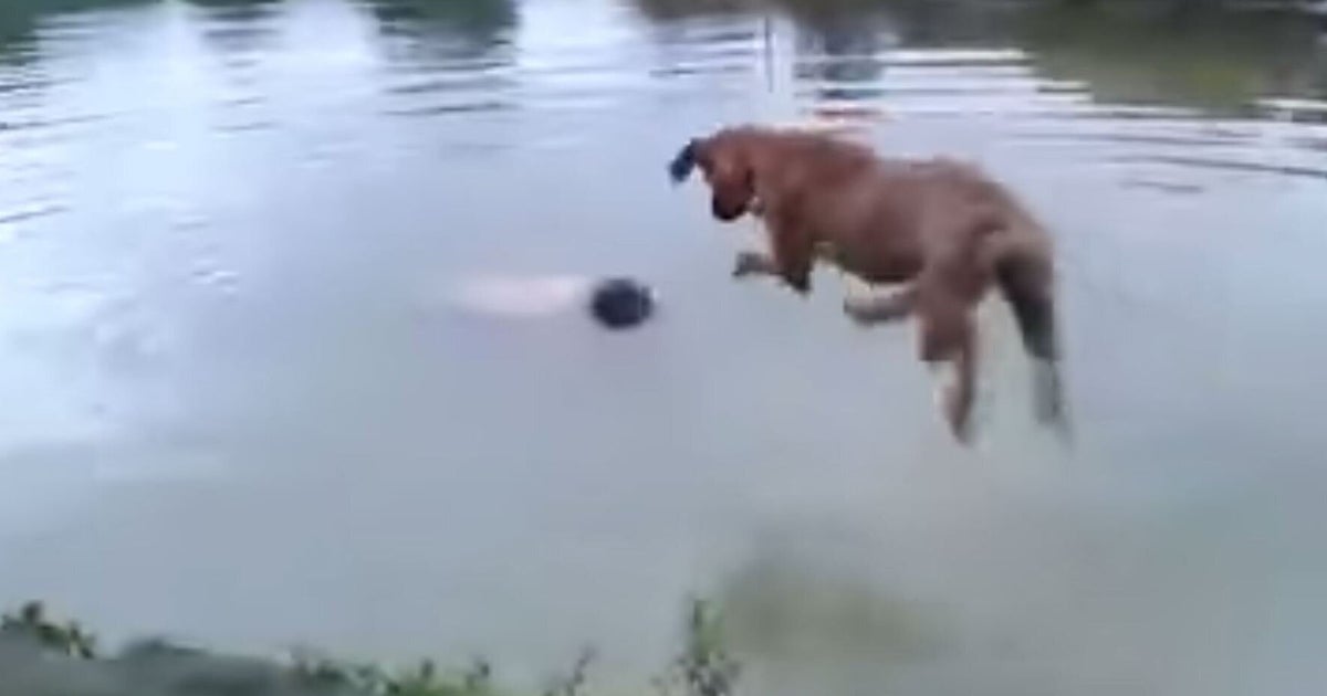 Heroic Dog Saves Owner From Drowning, While He Wasn't Actually Drowning ...