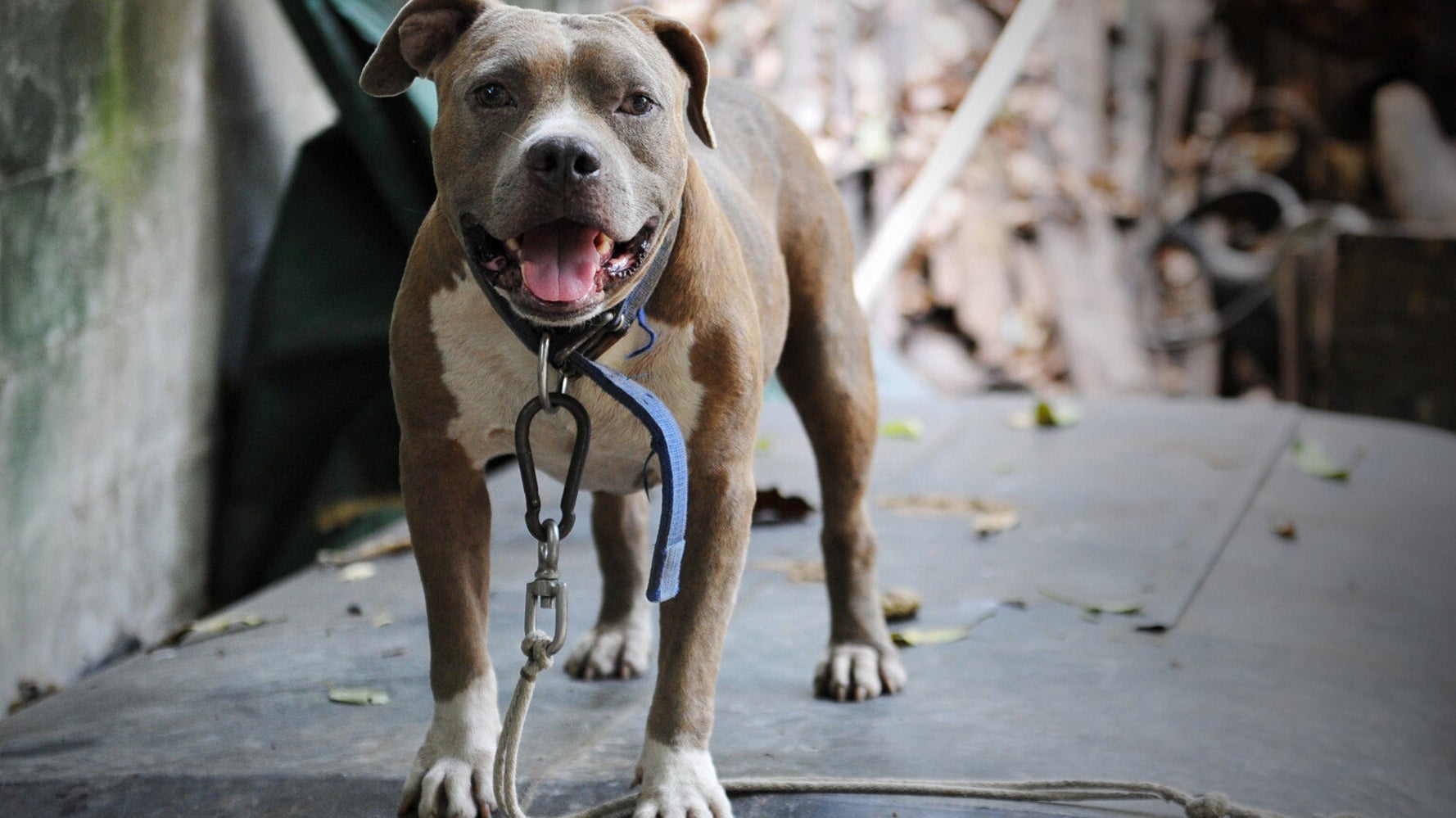 Why Judging a Dog on Its Looks Goes Against What We Are Trying to Teach ...