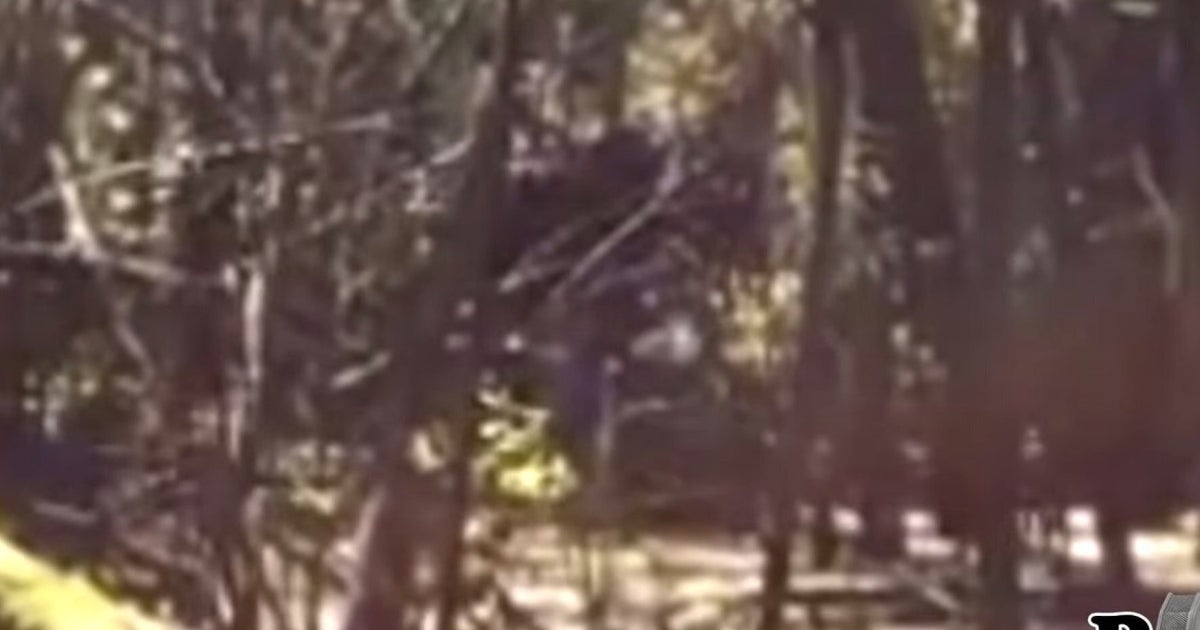Bigfoot Footage Filmed In Tampa, Florida, Is Another Tantalising ...