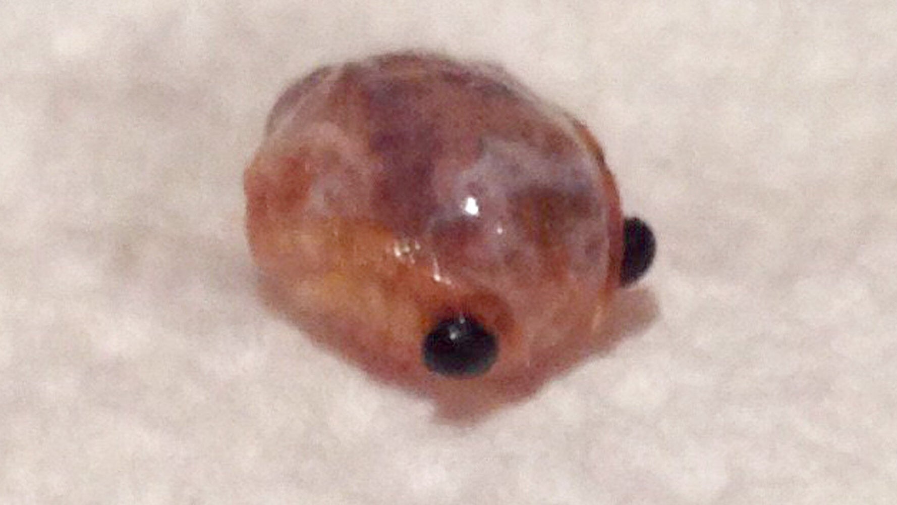 Mystery Crab Found In Tuna Could Actually Be A Tongue Eating Parasite