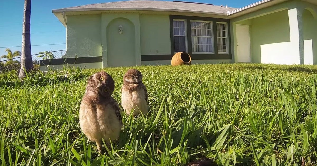 GoPro Video Of Two Tiny Owls Dancing Is As Amazing As It Sounds ...
