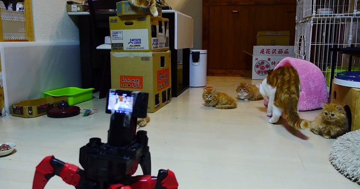 Robot Fights Kittens In Epic Battle For Control Of The Room | HuffPost ...