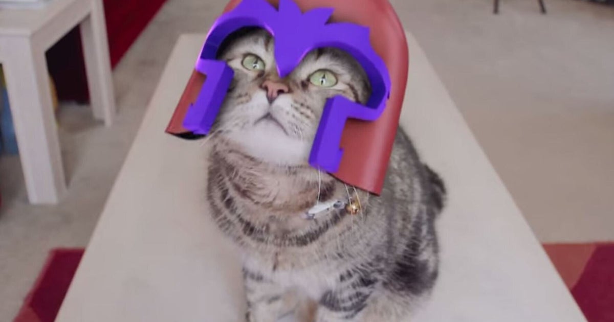 Magneto Cat Is More Powerful Than You Could Ever Imagine | HuffPost UK ...