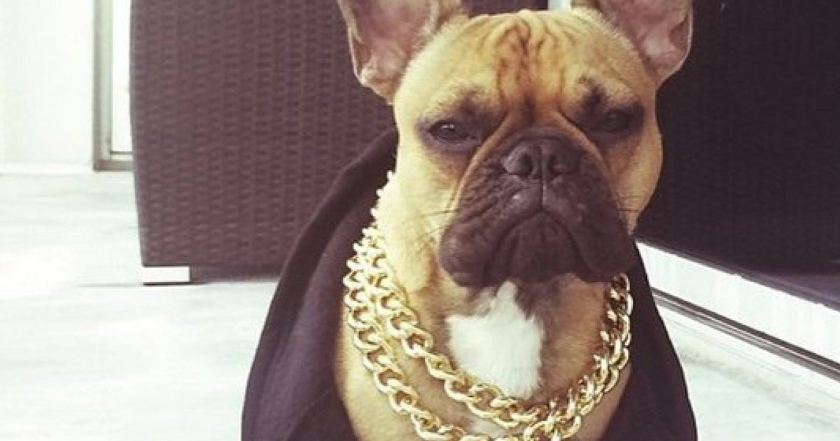 They're Small, Furry And They've Got Way More Money Than You: Meet The ...