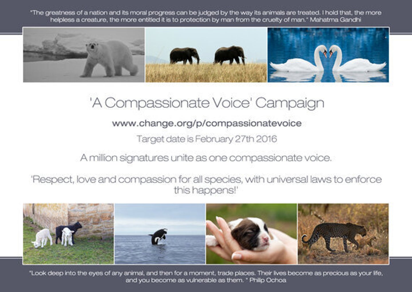 A Compassionate Voice | HuffPost UK Life