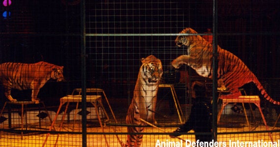 10 Reasons Why We Must Consign Wild Animal Circuses to History ...