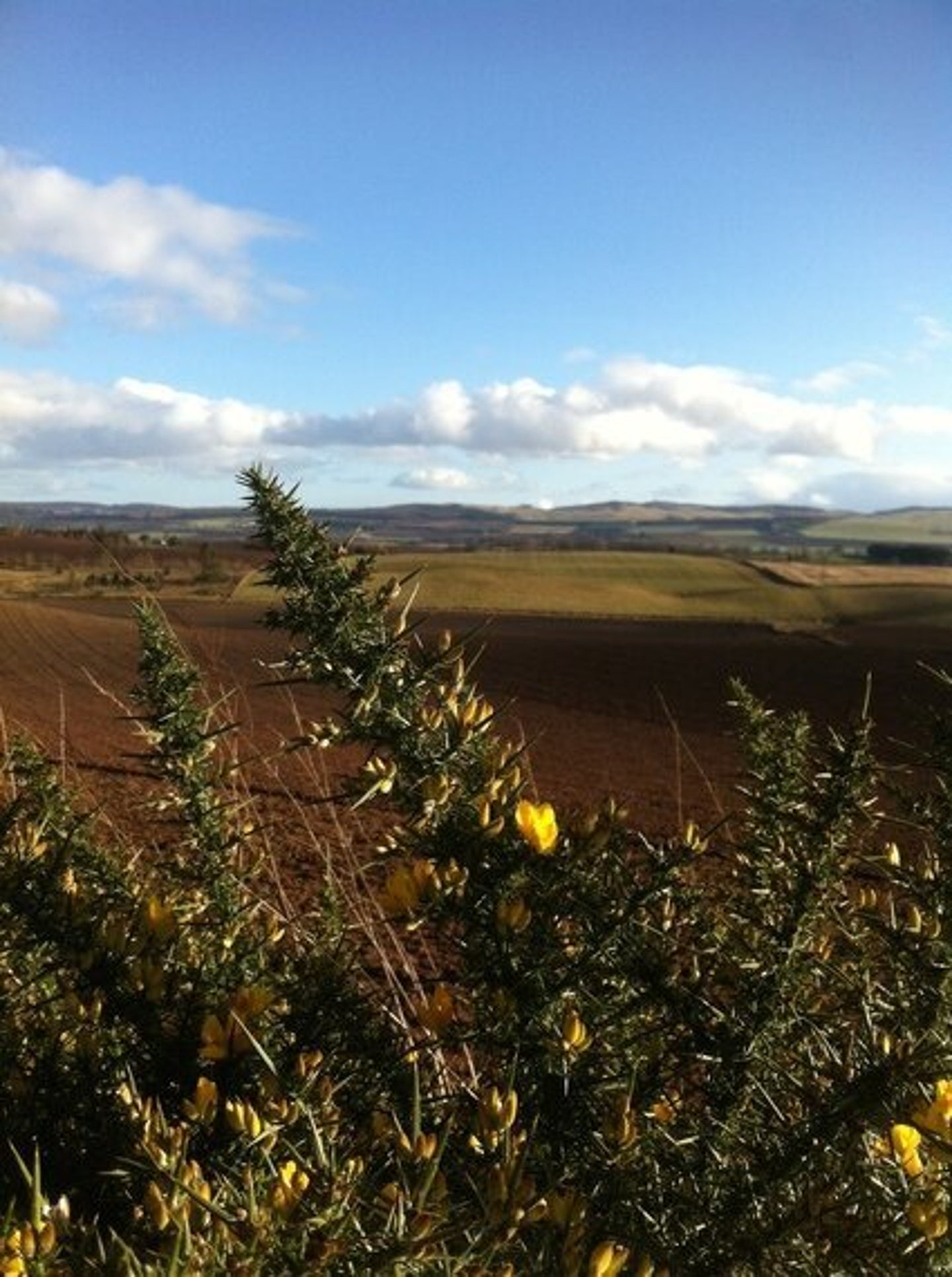 The Saying Goes That When Gorse Is Out of Bloom, Kissing Is Out of ...