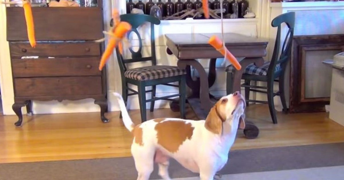 Maymo The Dog Vs. Flying Carrots | HuffPost UK Comedy