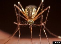 Deadly Mosquitoes En Route to Britain | HuffPost UK
