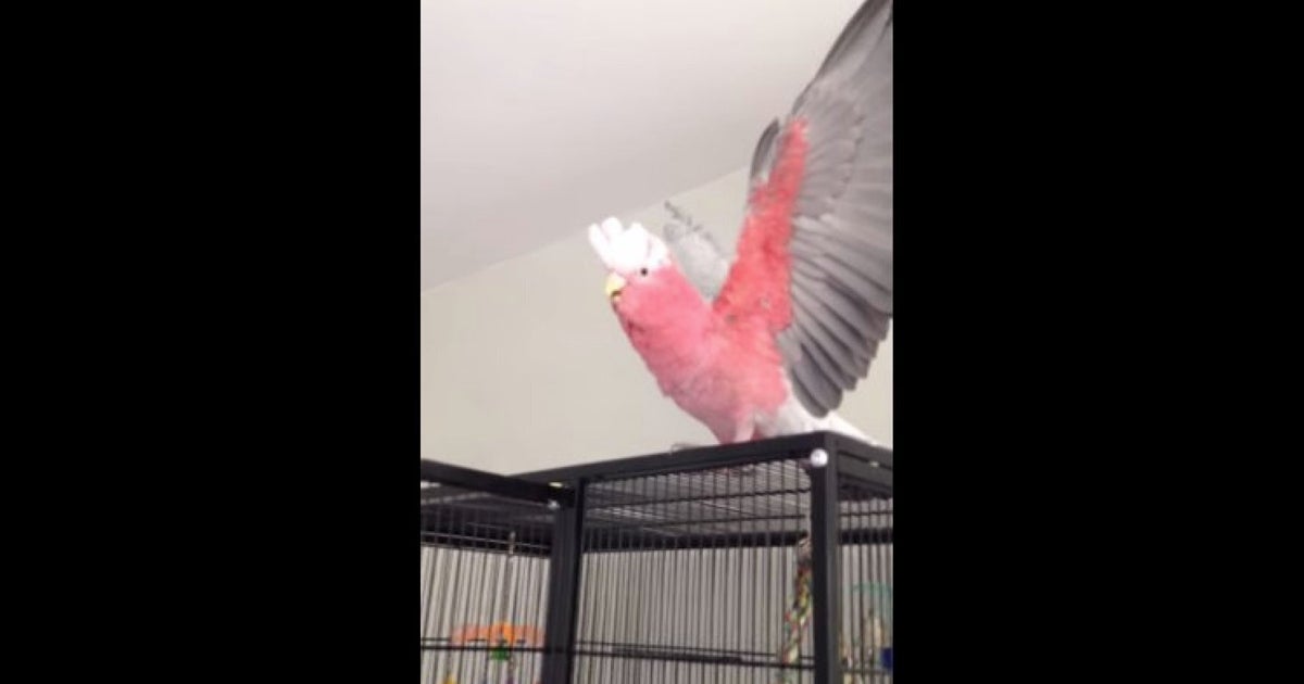 This Australian Cockatoo Has The Best Cry EVER | HuffPost UK Comedy
