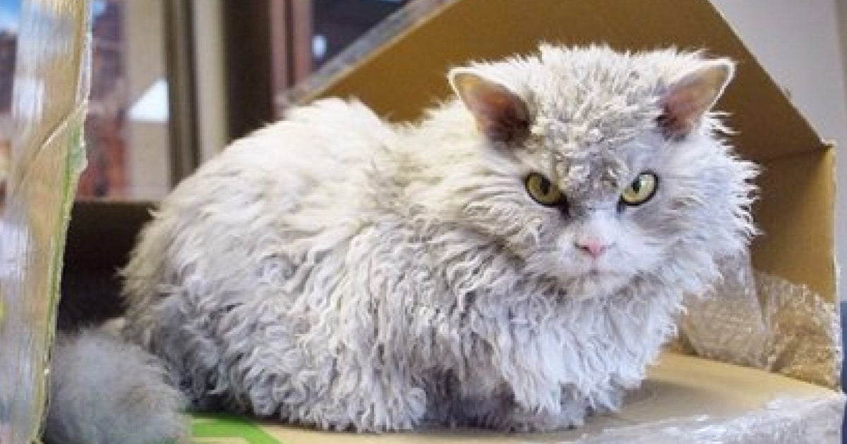 Meet 'Pompous Albert', The Cat Who Looks Permanently Angry | HuffPost ...