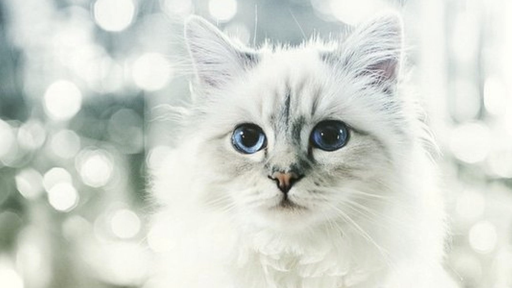 Karl Lagerfeld's Cat, Choupette, Earned £2 Million From Two Jobs Last ...