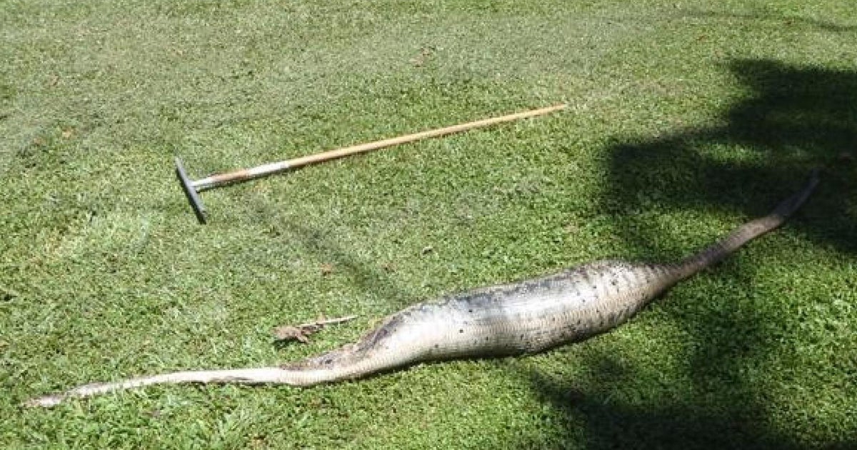 Snake Dies After Swallowing Cat In Queensland, Australia | HuffPost UK News