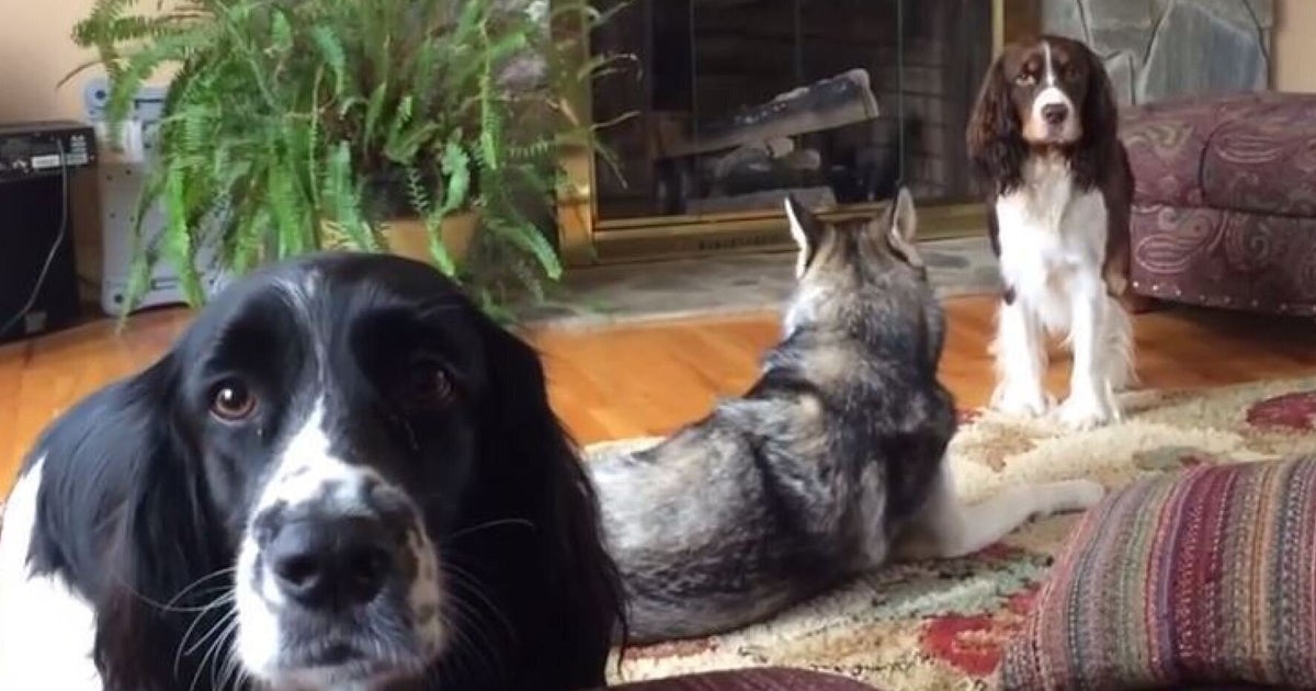 Howling Husky And English Springer Spaniels Make An Excellent Musical ...
