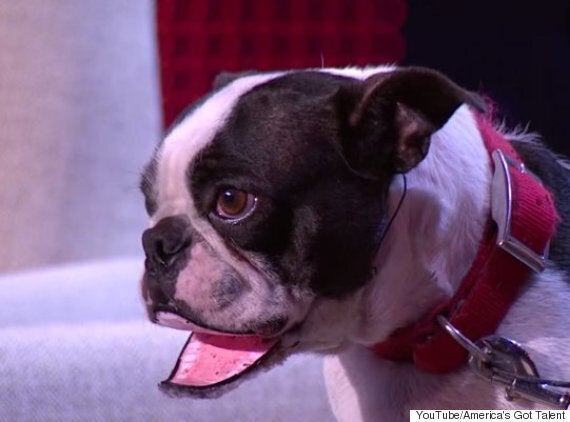 ‘Britain's Got Talent': Marc Metral And His Talking Dog Act Are Nothing ...