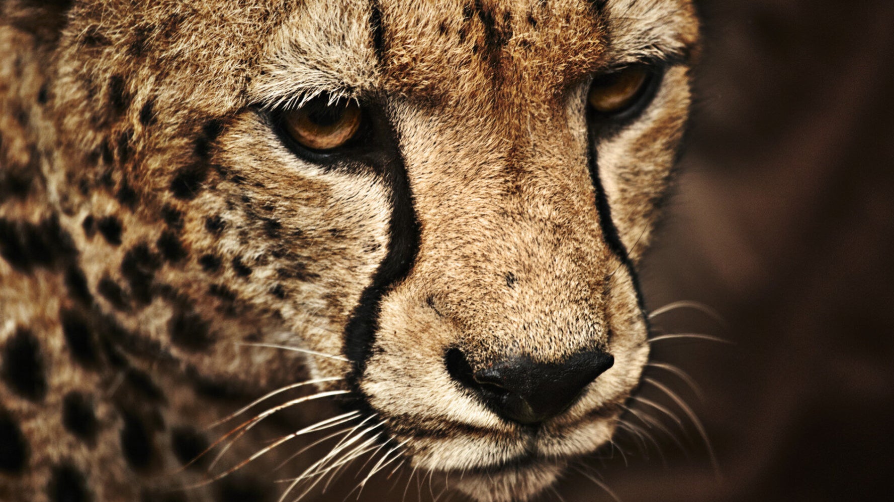 Boy, 2, Falls Into Zoo Cheetah Pit After Mother Dangles Him Over ...
