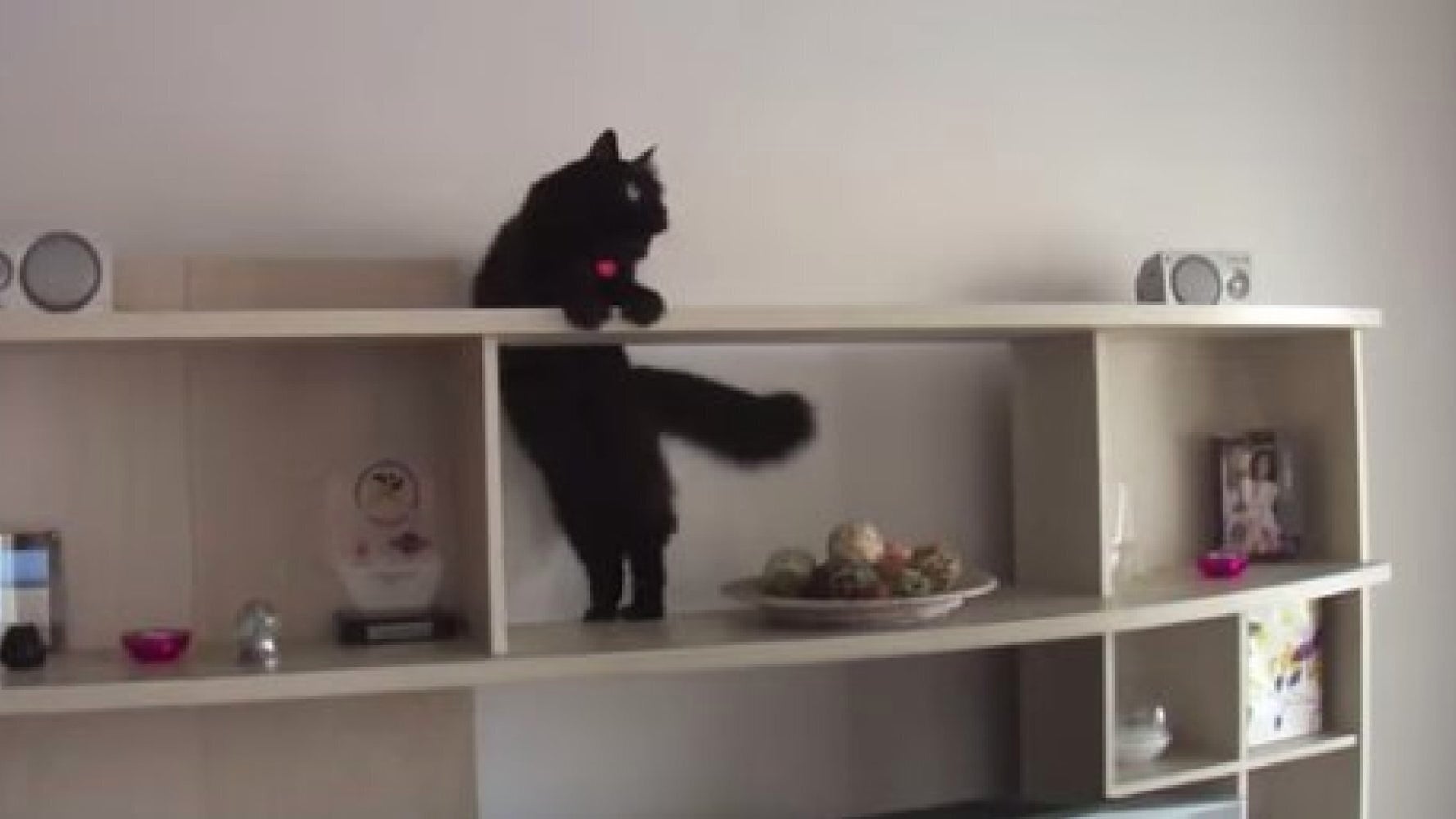 Mission Impossible Cat! (VIDEO) | HuffPost UK Comedy