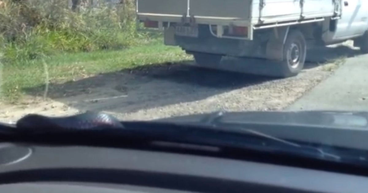 Snake On Car Windscreen Freaks Out Two Australians (VIDEO) | HuffPost ...