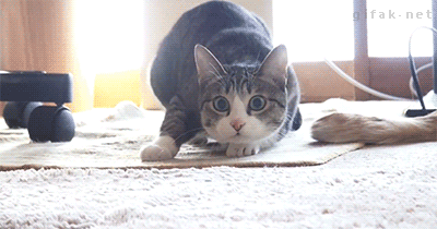 This Cat Has THE BEST Bottom Wiggle (VIDEO) | HuffPost UK