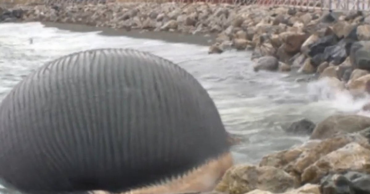 Whale Explosion Fears Grip Canadian Town, As Huge Rotting Corpse Washes ...