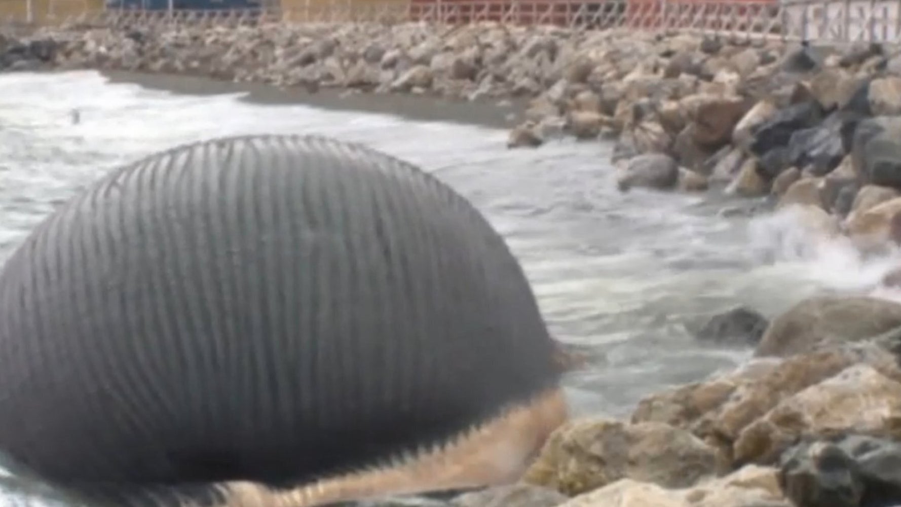 Whale Explosion Fears Grip Canadian Town, As Huge Rotting Corpse Washes ...