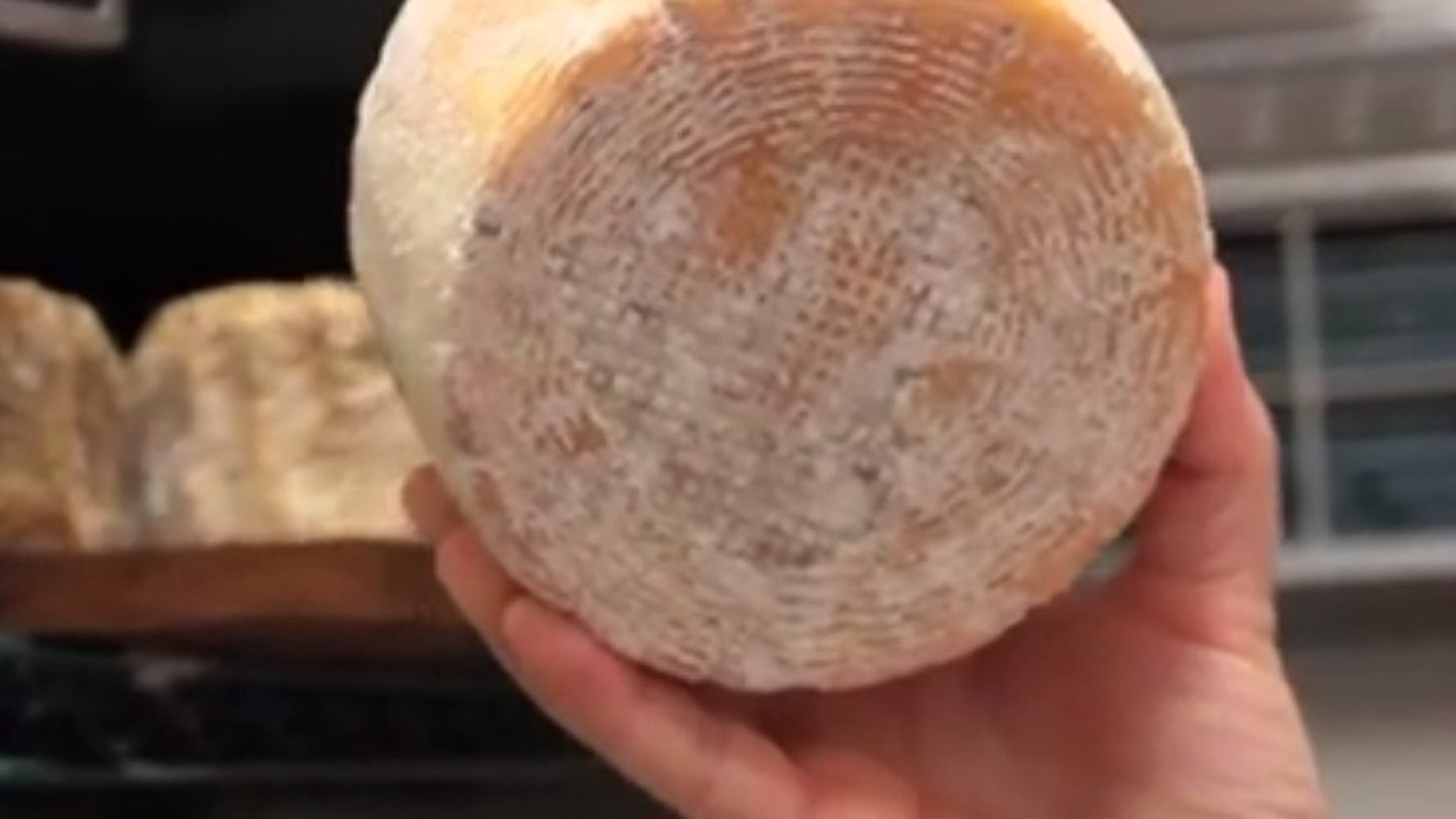 The Human Cheeses Made From Armpit, Feet And Bellybutton Bacteria ...