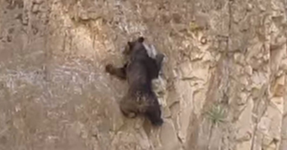 Amazing Rock-Climbing Bears Filmed In Texas (VIDEO) | HuffPost UK Comedy