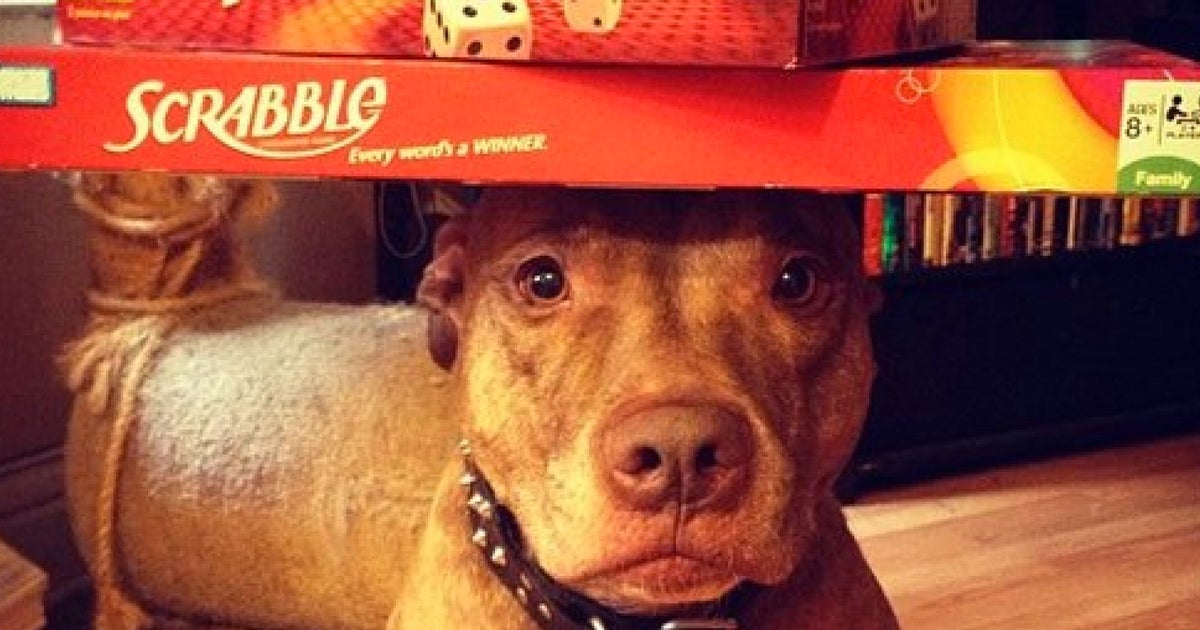 World's Most Patient Dog Poses With Things On His Head (PICTURES ...