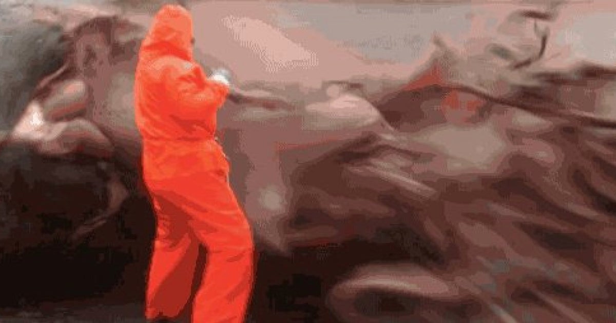 Exploding Whale Almost Takes Out Scientist (GRAPHIC PICTURES ...