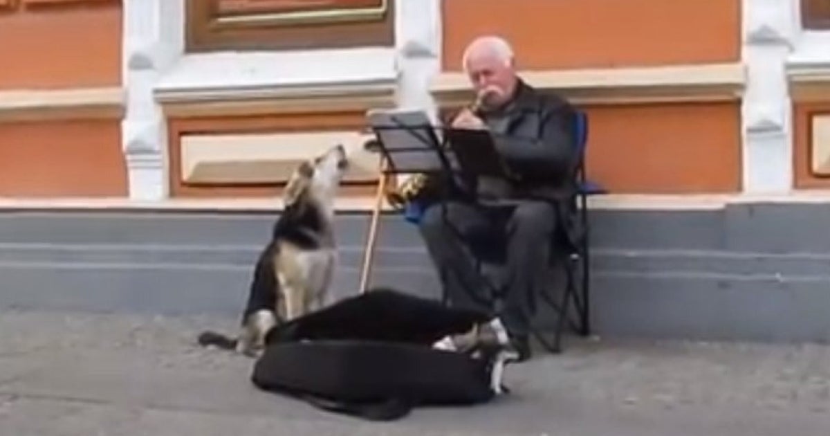 Stray Dog Joins In With Busker (VIDEO) | HuffPost UK Comedy